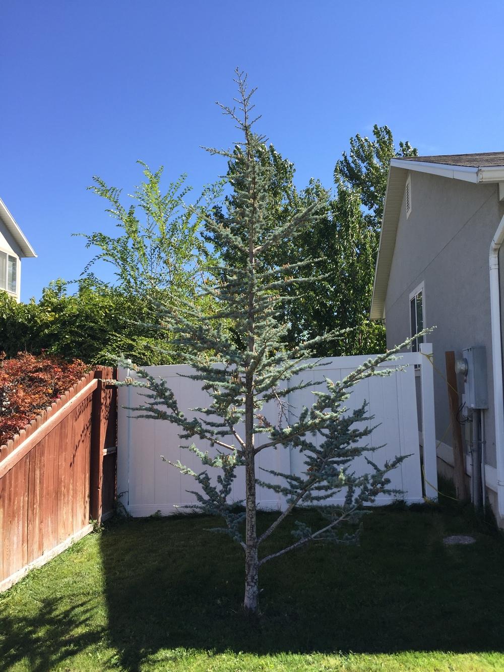 Photo of the entire plant of Blue Atlas Cedar (Cedrus atlantica 'Sahara ...
