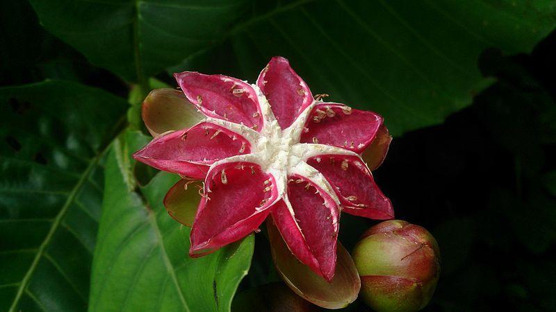 Photo of the seed pods or heads of Simpoh Ayer (Dillenia suffruticosa ...