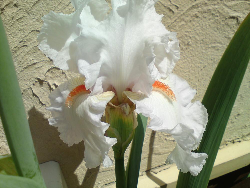 Tall Bearded Iris (Iris 'Celestial Flame') in the Irises Database ...