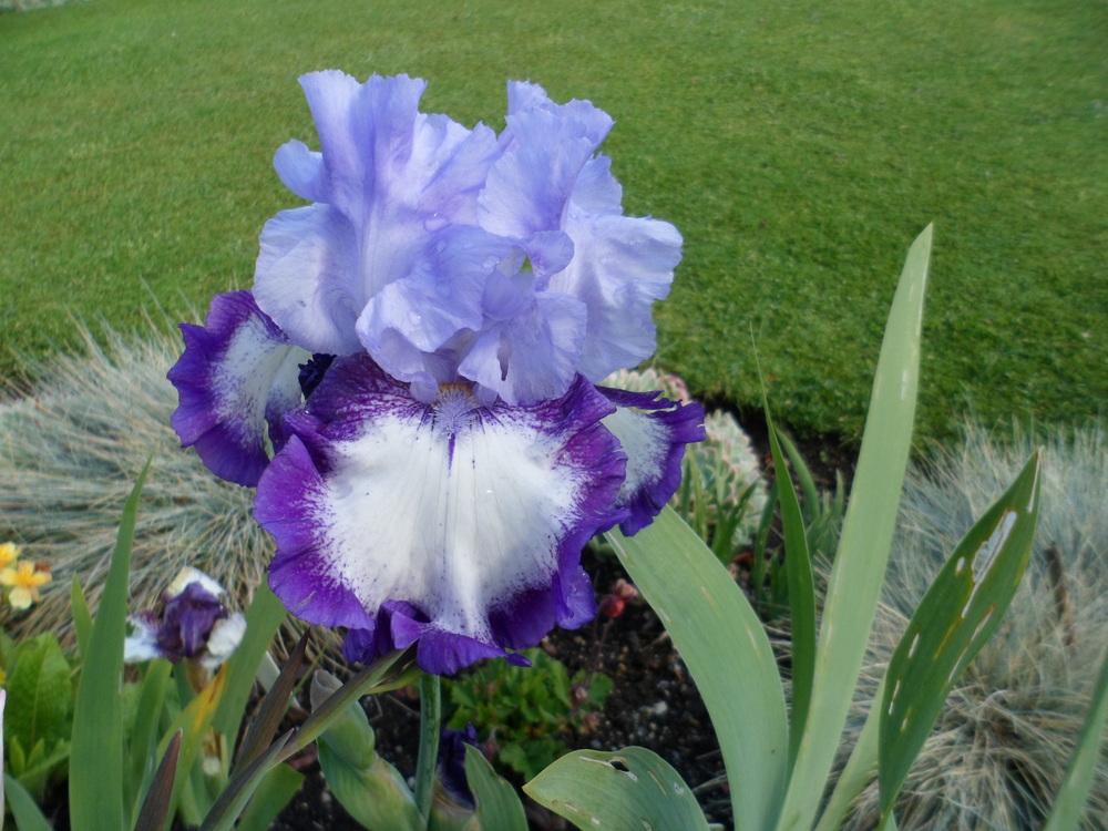 Tall Bearded Iris (Iris 'Heaven's Edge') in the Irises Database ...