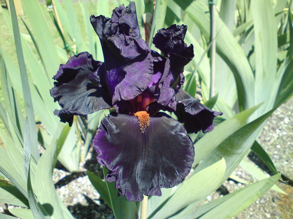 Photo of the bloom of Tall Bearded Iris (Iris 'Night Game') posted by ...