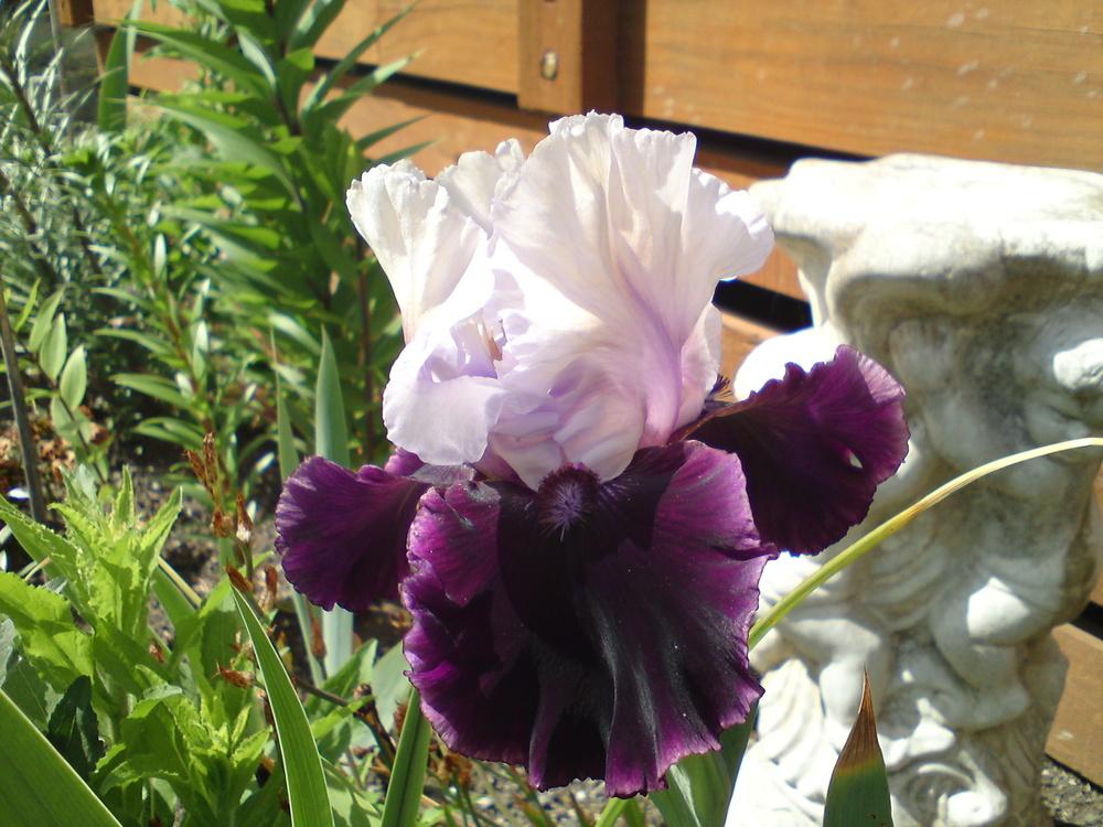 Tall Bearded Iris (Iris 'Cafe Risque') in the Irises Database - Garden.org