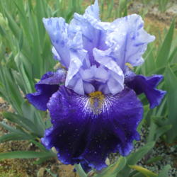 Tall Bearded Iris (Iris 'Ocean Depths') in the Irises Database - Garden.org
