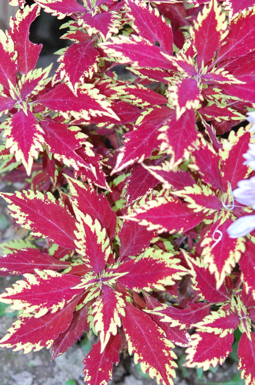 Coleus (Coleus scutellarioides ColorBlaze® Apple Brandy) in the Coleus ...