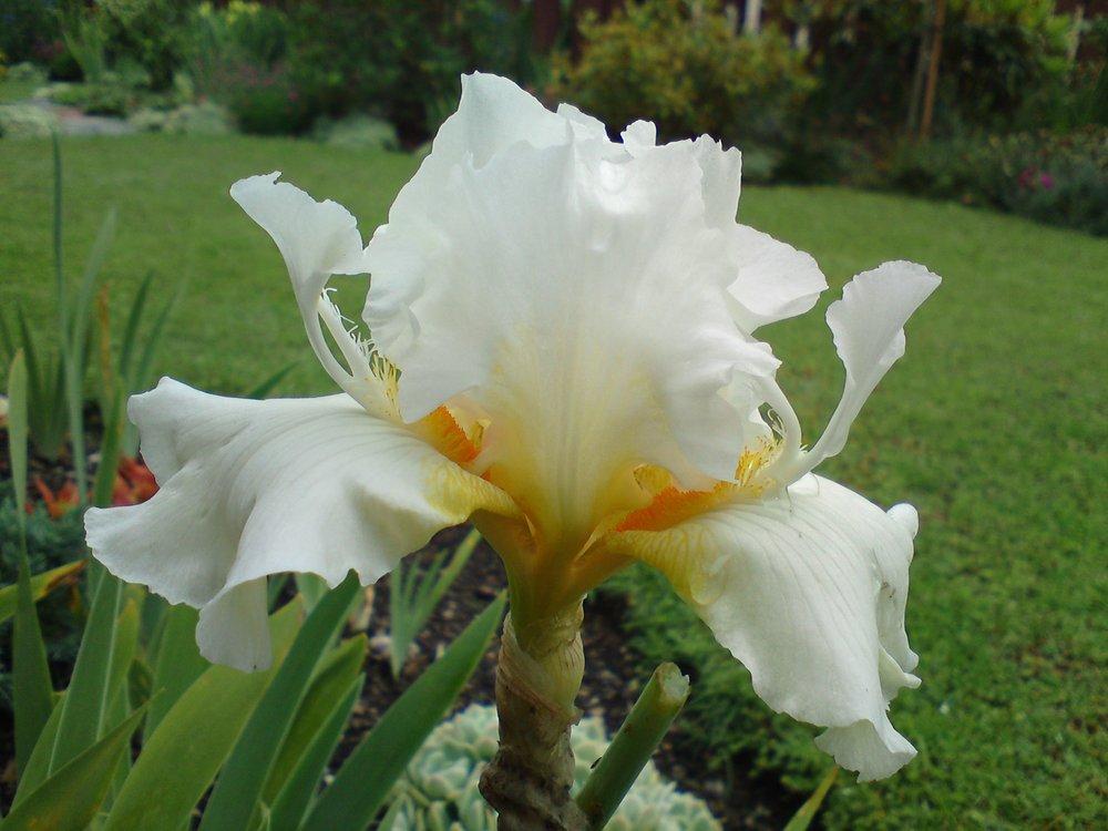 Photo of the bloom of Tall Bearded Iris (Iris 'Snow Spoon') posted by ...