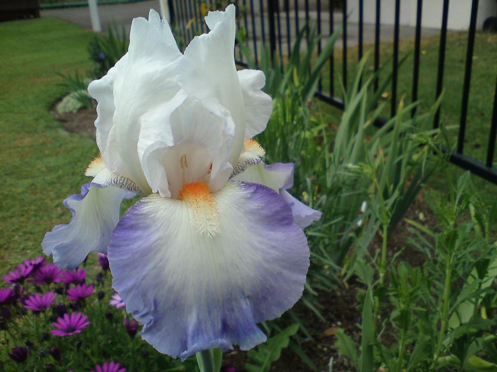 Tall Bearded Iris (Iris 'Rebecca Perret') in the Irises Database ...