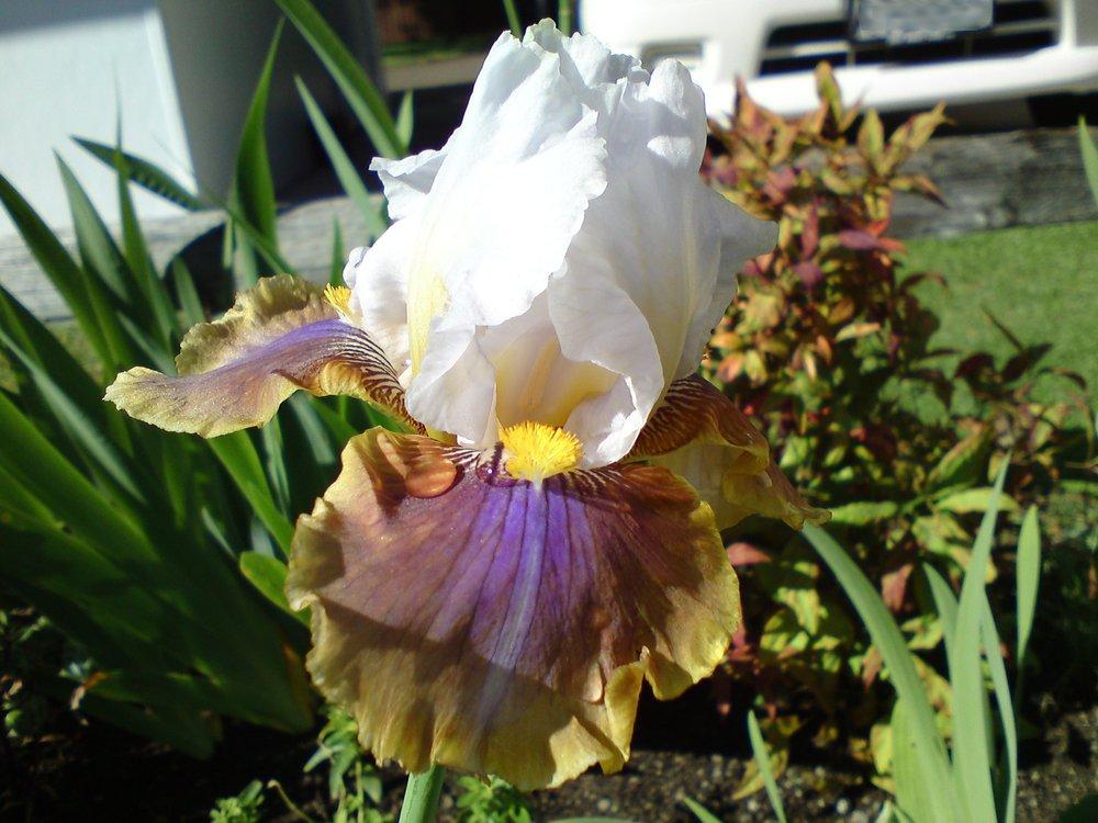 Tall Bearded Iris (Iris 'Autumn Prince') in the Irises Database ...