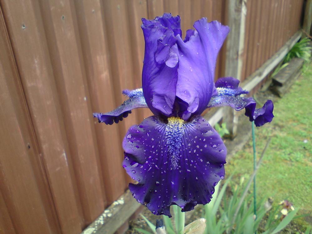 Tall Bearded Iris (Iris 'Snake Bite') in the Irises Database - Garden.org
