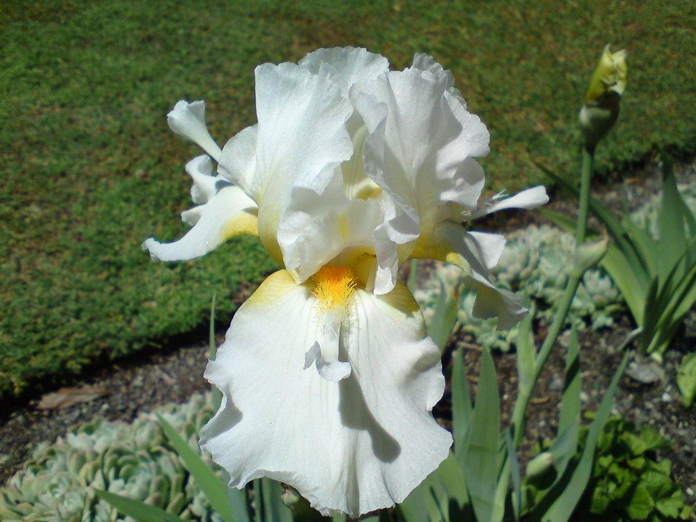 Tall Bearded Iris (Iris 'Snow Spoon') in the Irises Database - Garden.org