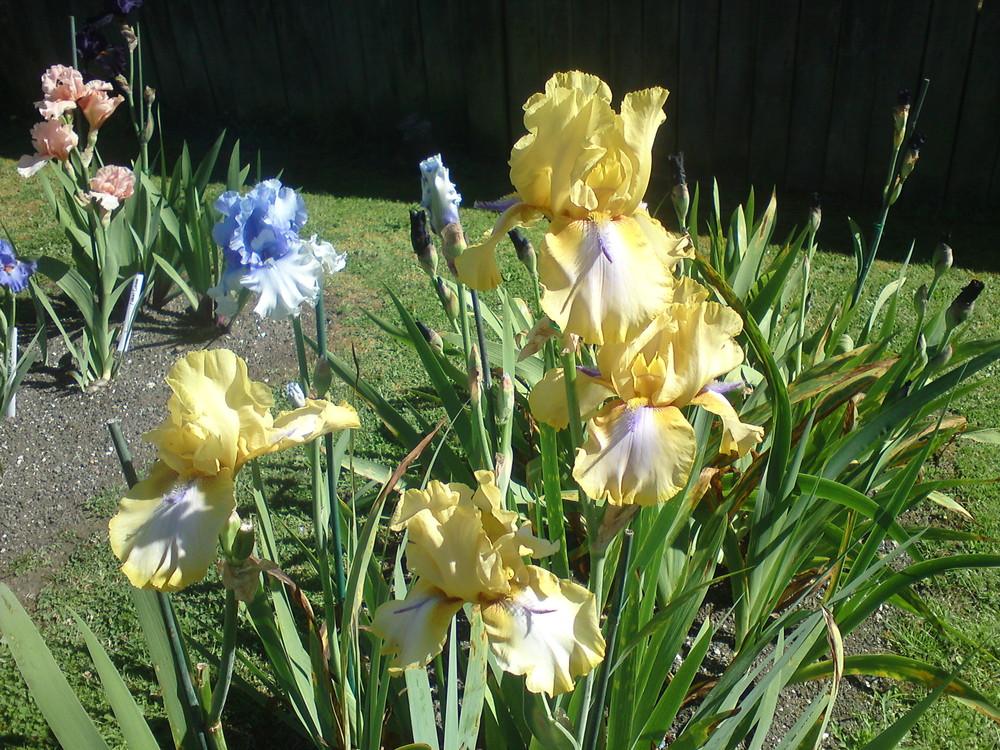 Photo of the bloom of Tall Bearded Iris (Iris 'Triple Whammy') posted ...