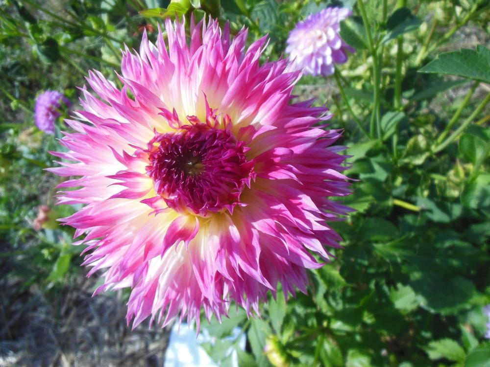 Dahlia 'Elizabeth Mellinger' in the Dahlias Database - Garden.org