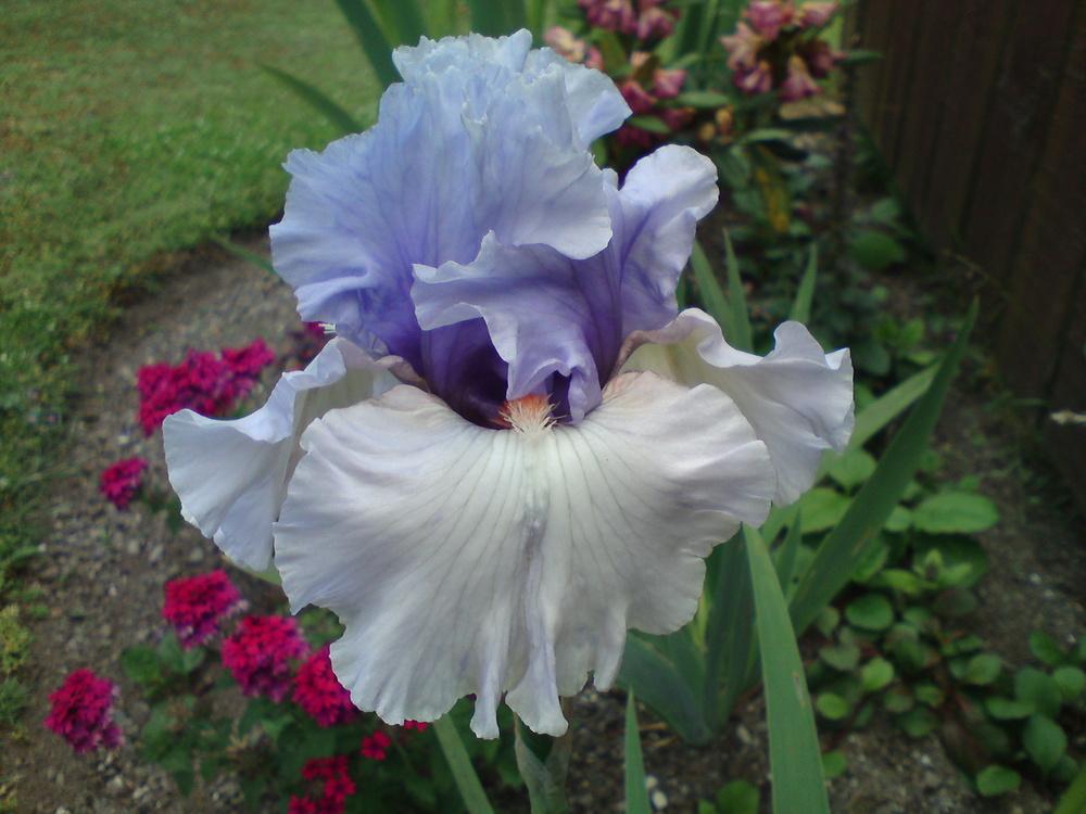 Photo of the bloom of Tall Bearded Iris (Iris 'Fogbound') posted by LynDC - Garden.org