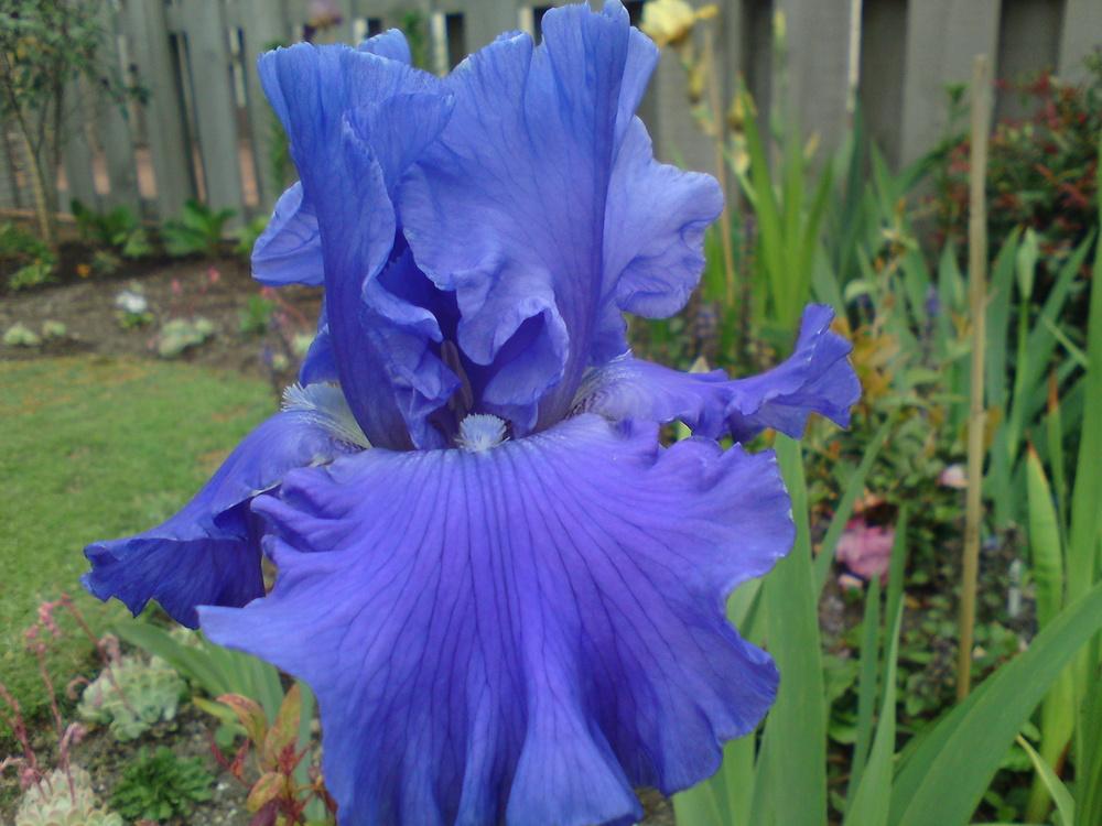 Tall Bearded Iris (Iris 'Ocean Pacific') in the Irises Database ...