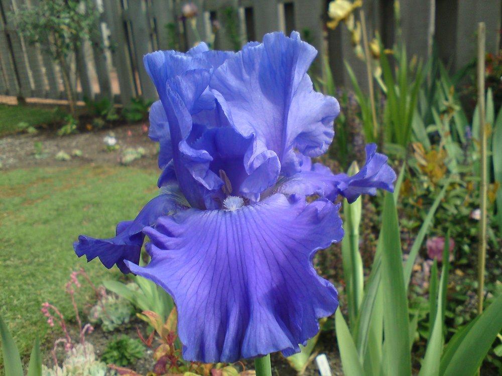 Tall Bearded Iris (Iris 'Ocean Pacific') in the Irises Database ...