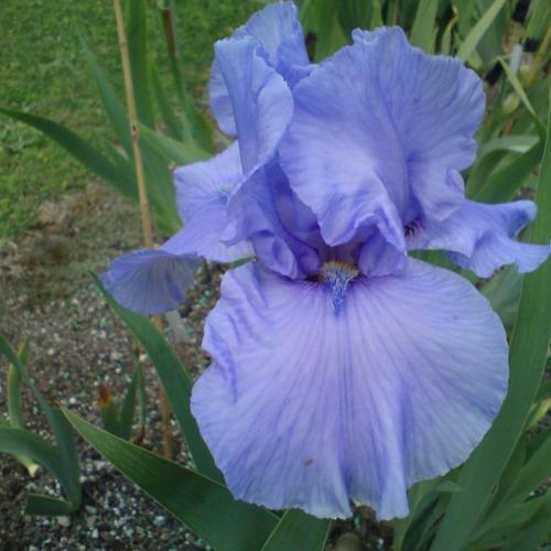 Tall Bearded Iris (Iris 'Pacific Mist') in the Irises Database - Garden.org