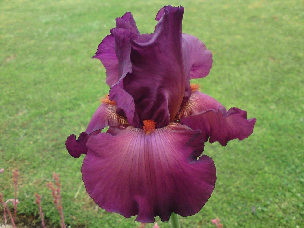 Photo of the bloom of Tall Bearded Iris (Iris 'Lady Friend') posted by ...