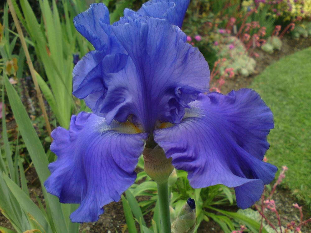 Photo of the bloom of Tall Bearded Iris (Iris 'Ocean Pacific') posted ...