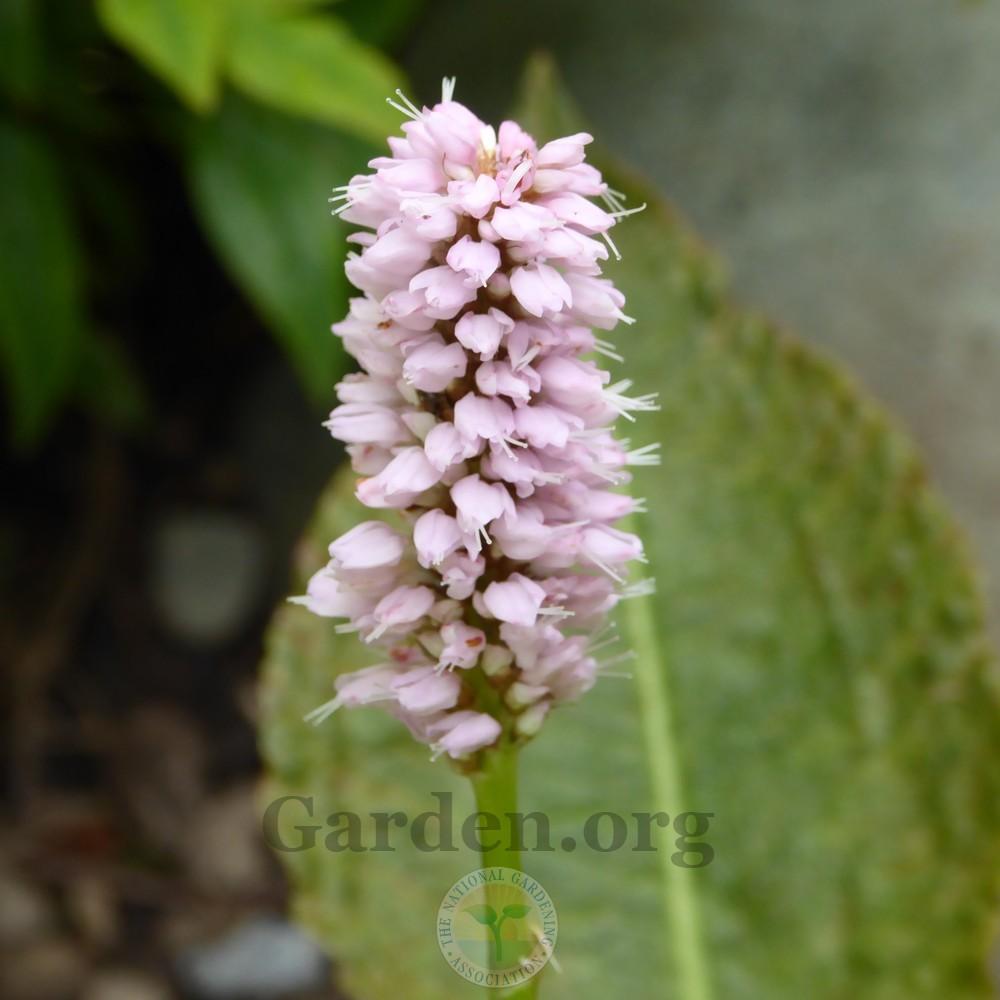 Photo of the bloom of Bistort (Bistorta officinalis subsp. officinalis ...