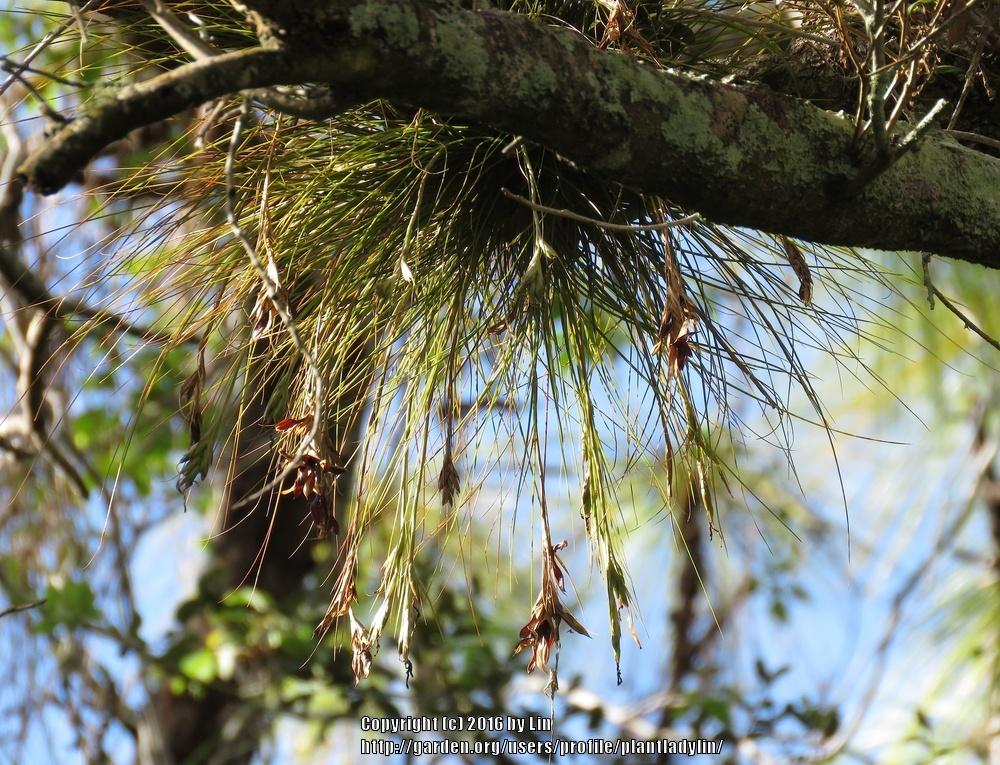 Photo of the entire plant of Southern needleleaf (Tillandsia setacea ...