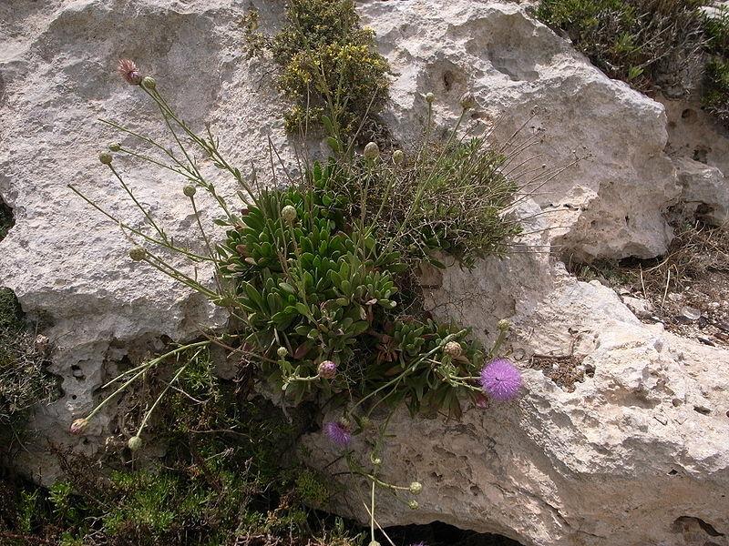 Maltese Rock Centaury (Cheirolophus crassifolius) - Garden.org