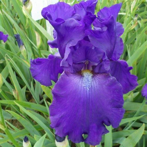 Tall Bearded Iris (Iris 'Aussie Challenge') in the Irises Database ...