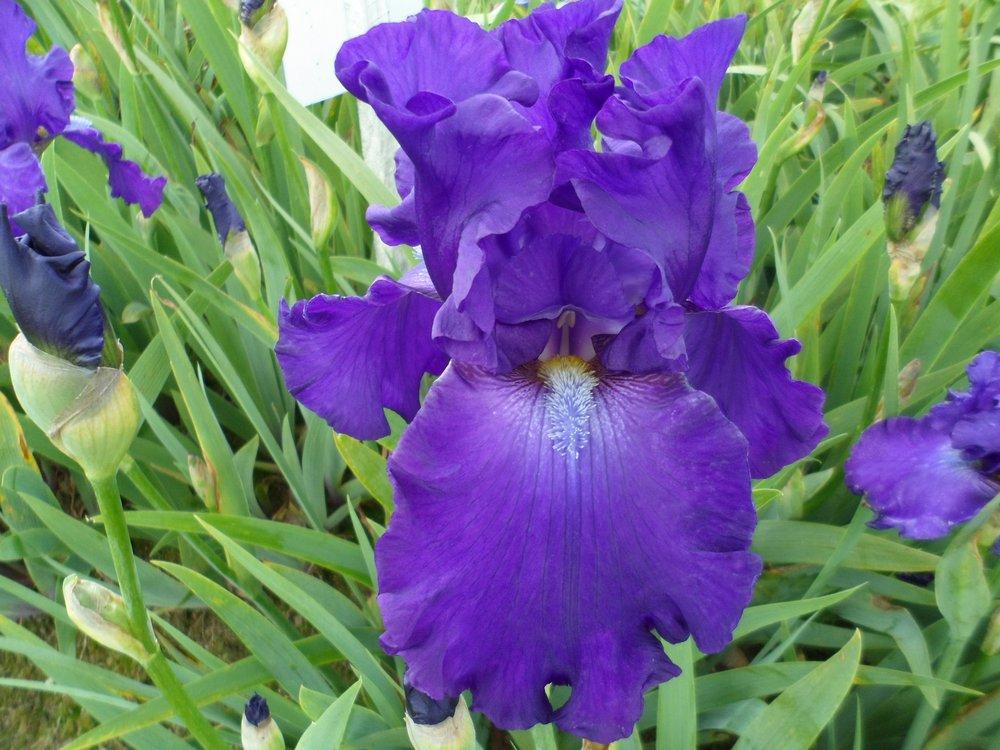 Tall Bearded Iris (Iris 'Aussie Challenge') in the Irises Database ...