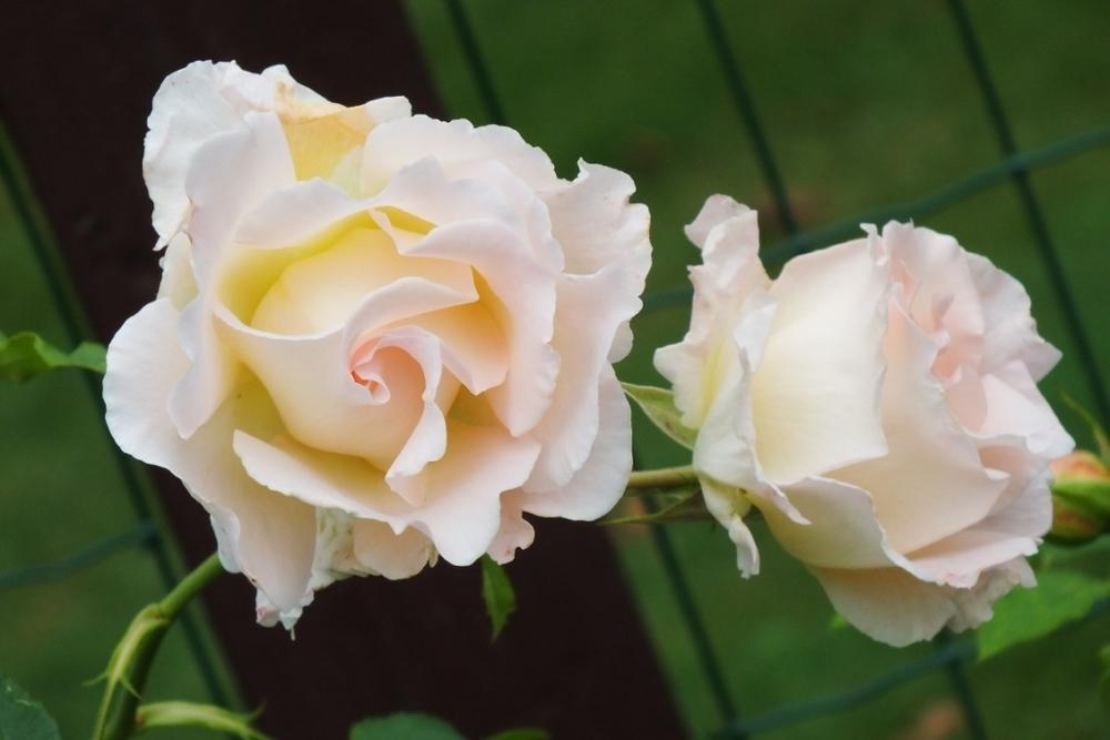 Photo of the bloom of Rose (Rosa 'Rokoko') posted by sunnyvalley ...