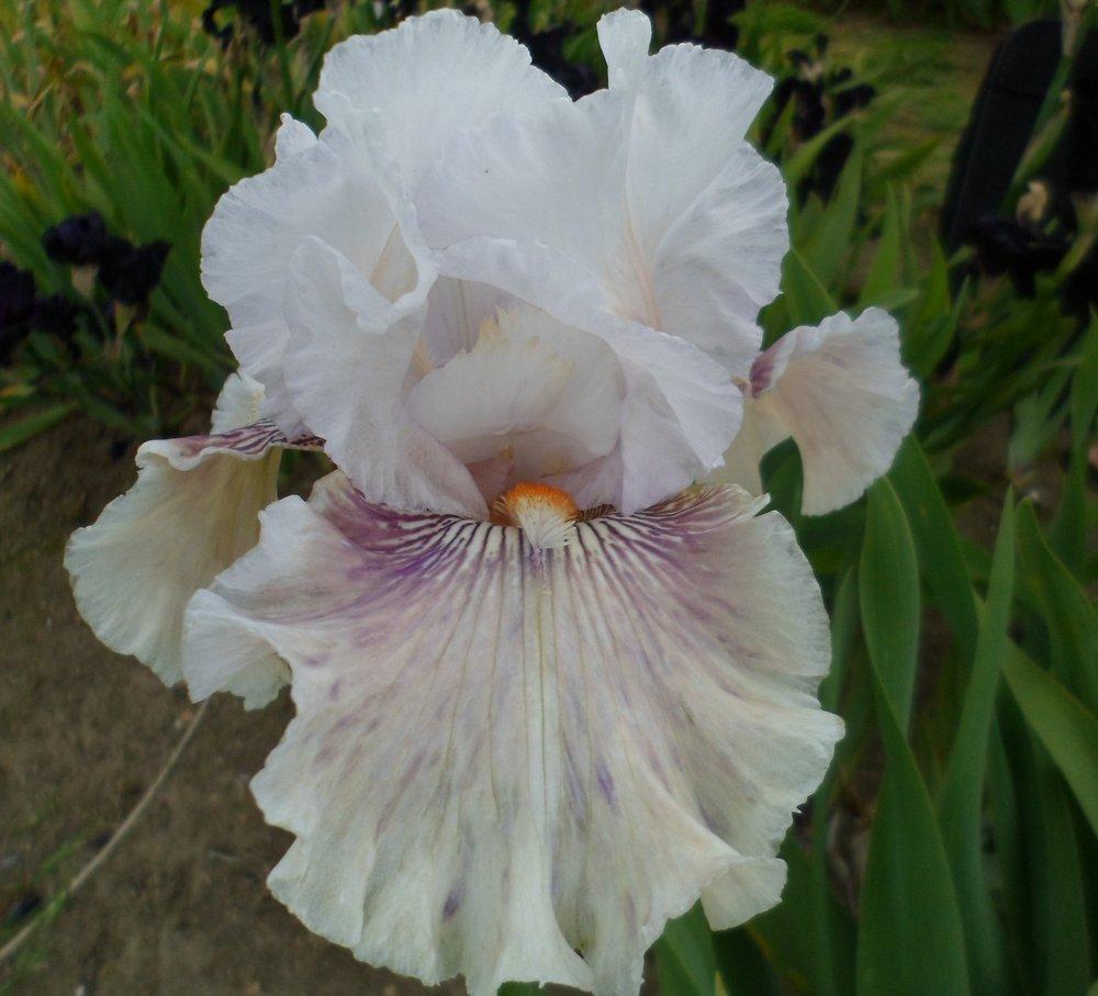 Photo of the bloom of Tall Bearded Iris (Iris 'Paris Kiss') posted by ...