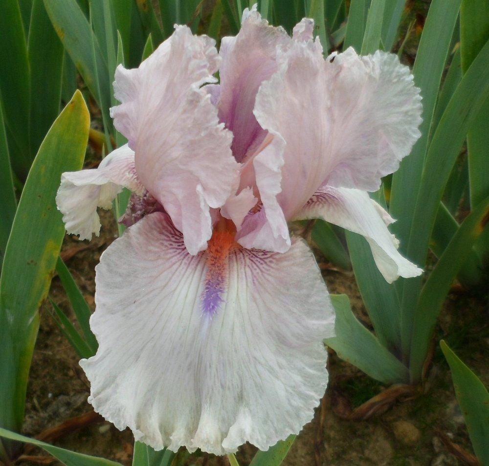 Tall Bearded Iris (Iris 'Magic') in the Irises Database - Garden.org