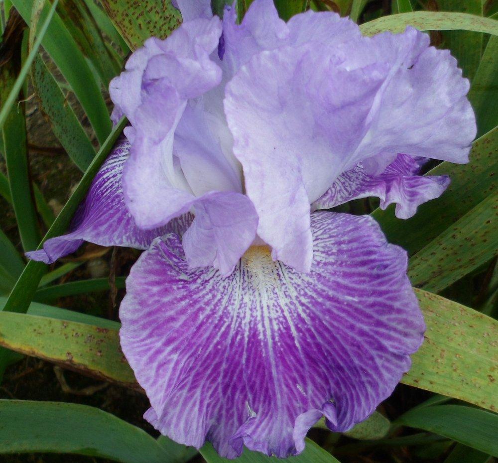 Tall Bearded Iris (Iris 'Pebble Fresh') in the Irises Database - Garden.org