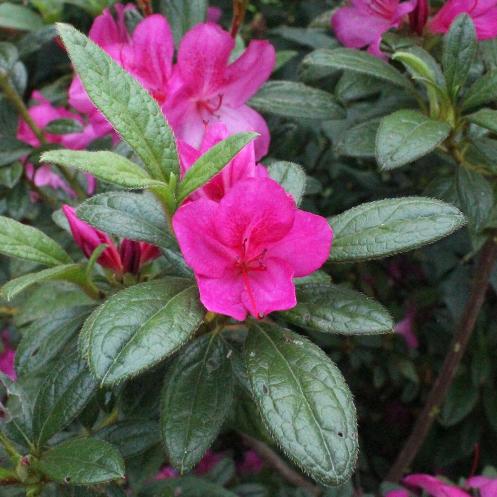 Photo of the bloom of Azalea (Rhododendron Encore® Azalea Autumn ...