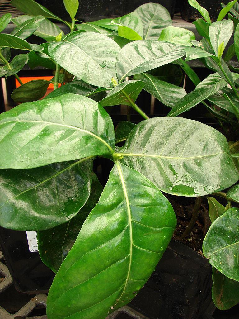 Photo of the leaves of Tiare (Gardenia taitensis) posted by ...