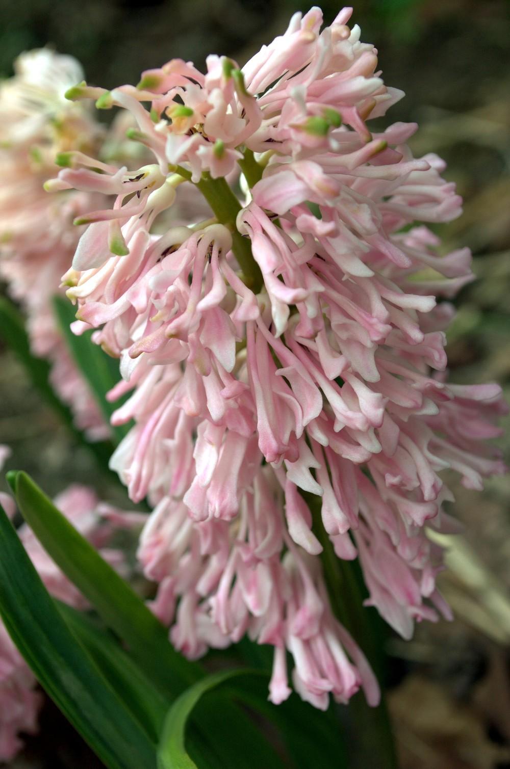 Hyacinth (Hyacinthus orientalis 'Raphael') in the Hyacinths Database ...