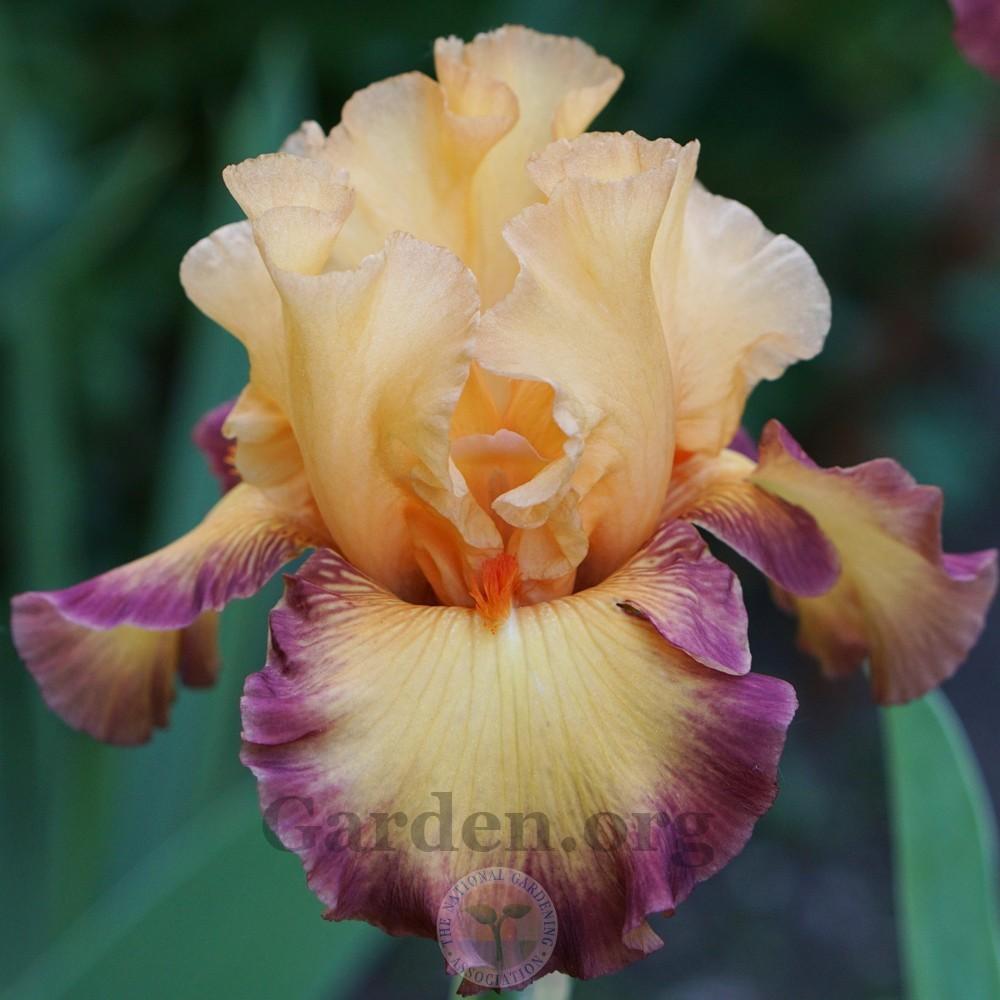 Photo of the bloom of Tall Bearded Iris (Iris 'Ringtone') posted by ...