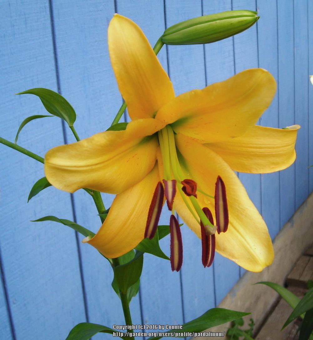 Lily (Lilium 'Molten Gold') in the Lilies Database - Garden.org