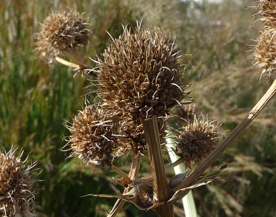Rattlesnake Master Seeds
