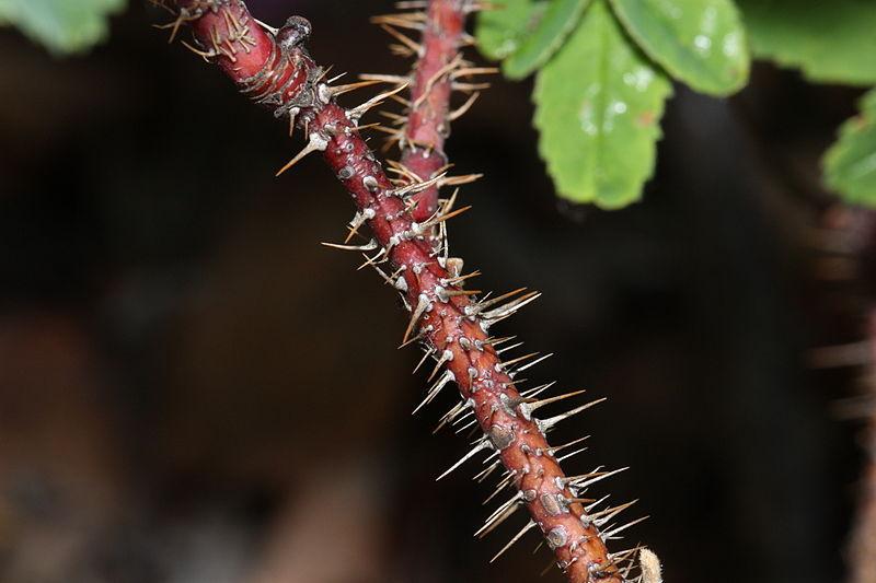 Photo of the stem, scape, stalk or bark of Rose (Rosa acicularis ...