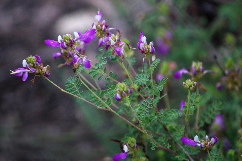 Black Dalea (Dalea frutescens) - Garden.org