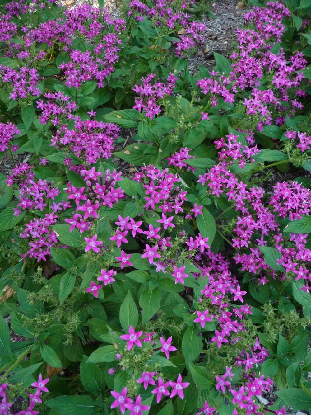 Photo of the entire plant of Pentas lanceolata 'Pinata Lavender' posted ...