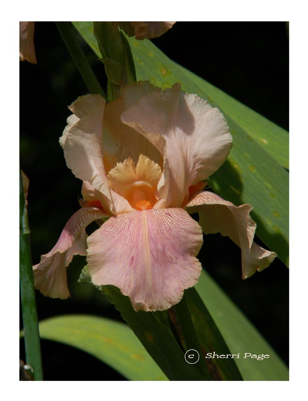 Tall Bearded Iris (Iris 'Lou Peach') in the Irises Database - Garden.org