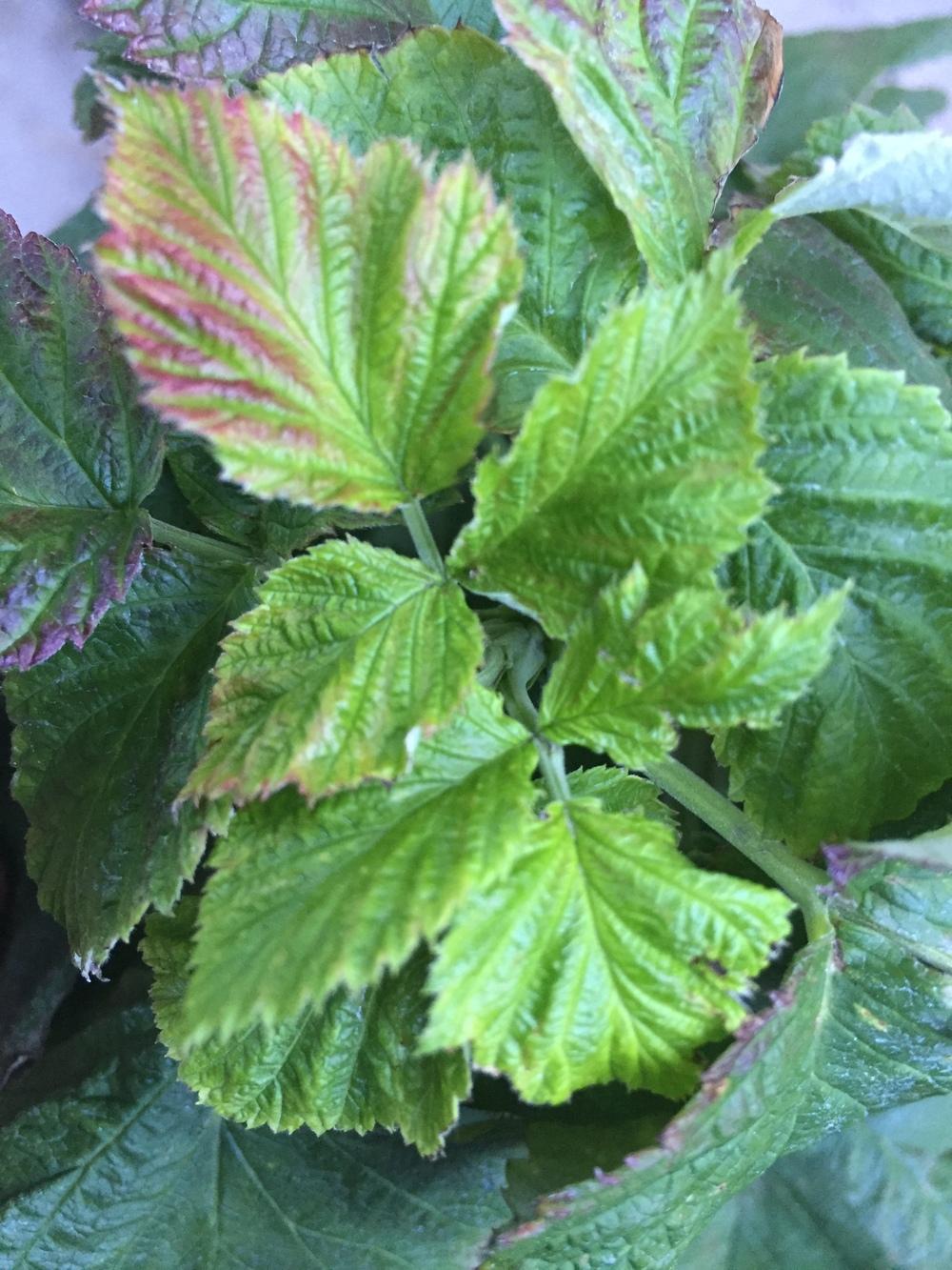 Thornless Raspberry (Rubus idaeus BrazelBerries® Raspberry Shortcake ...