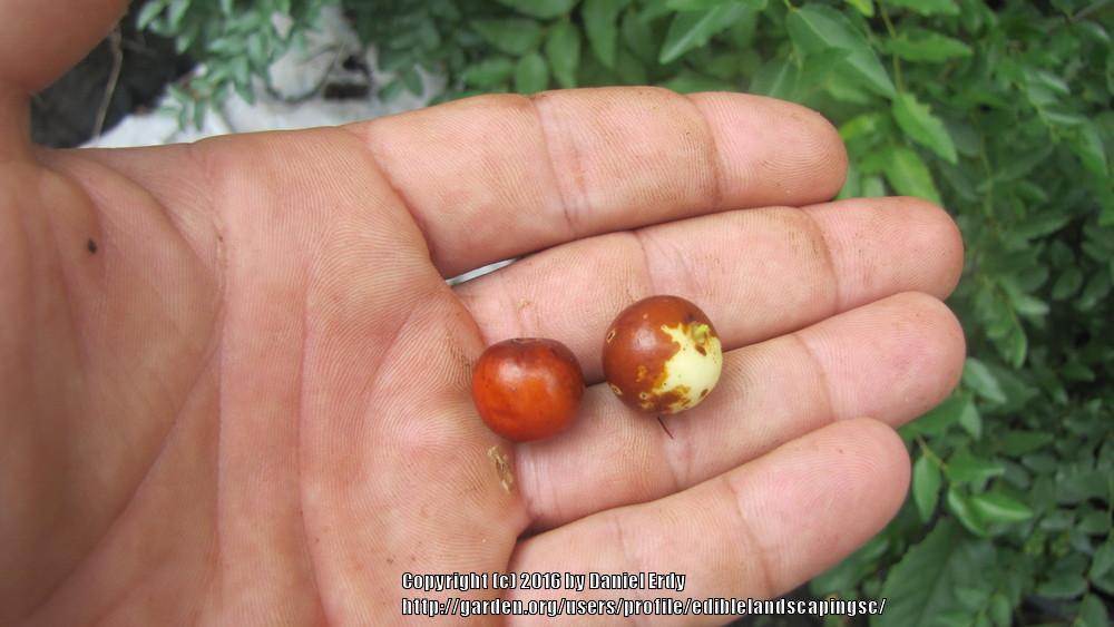 Jujubes: Plant Care and Collection of Varieties - Garden.org