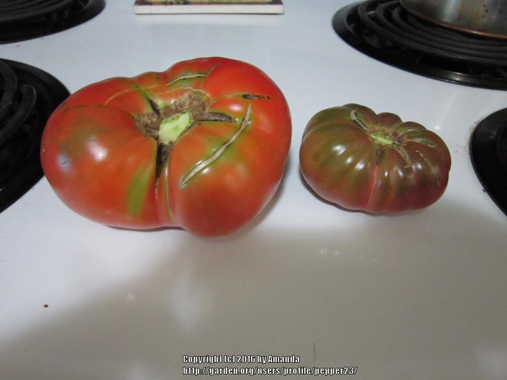 Tomato (Solanum lycopersicum 'Watermelon Beefsteak') in the Tomatoes ...