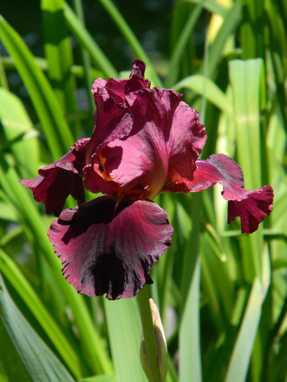Tall Bearded Iris (Iris 'Salsa Rio') in the Irises Database - Garden.org