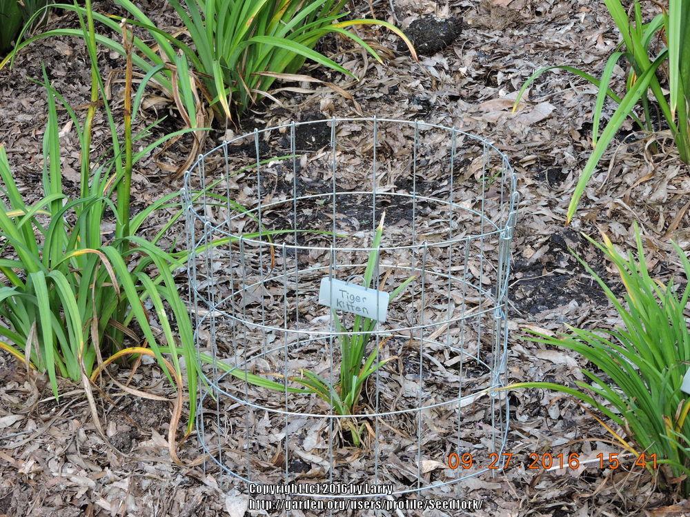 cages in Blog post: What a revolting development......09-27-2016 ...