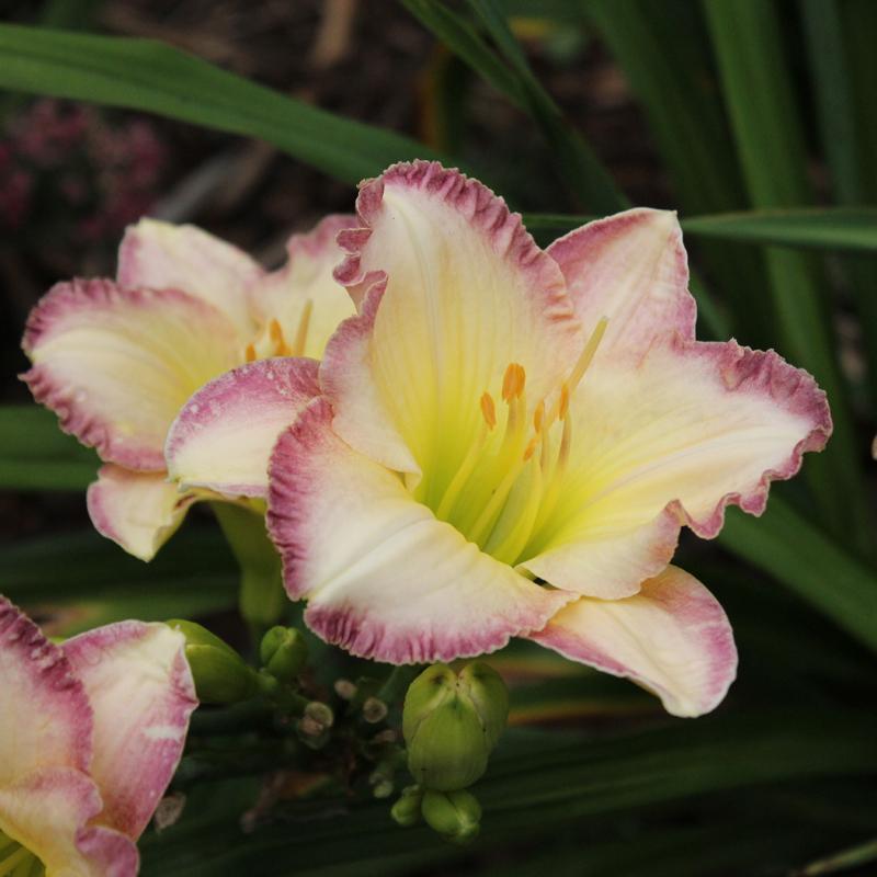 Daylily (Hemerocallis 'Seal of Approval') in the Daylilies Database - Garden.org