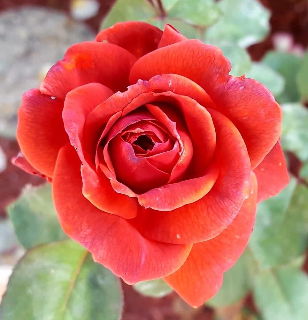 Photo of the bloom of Rose (Rosa 'Smoky') posted by clcroses - Garden.org