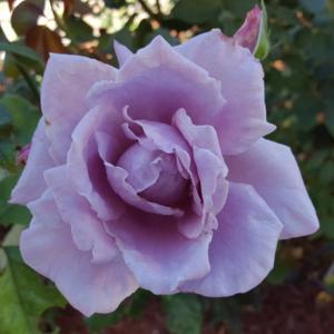 Rose (Rosa 'Blue Nile') in the Roses Database - Garden.org
