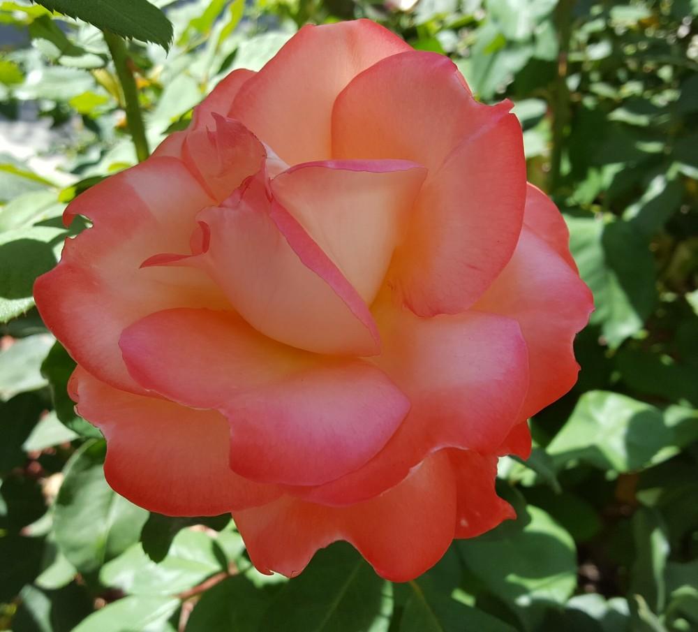 Photo of the bloom of Rose (Rosa 'Brigadoon') posted by clcroses ...