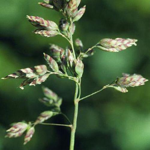 Alpine Blue Grass (Poa alpina) - Garden.org